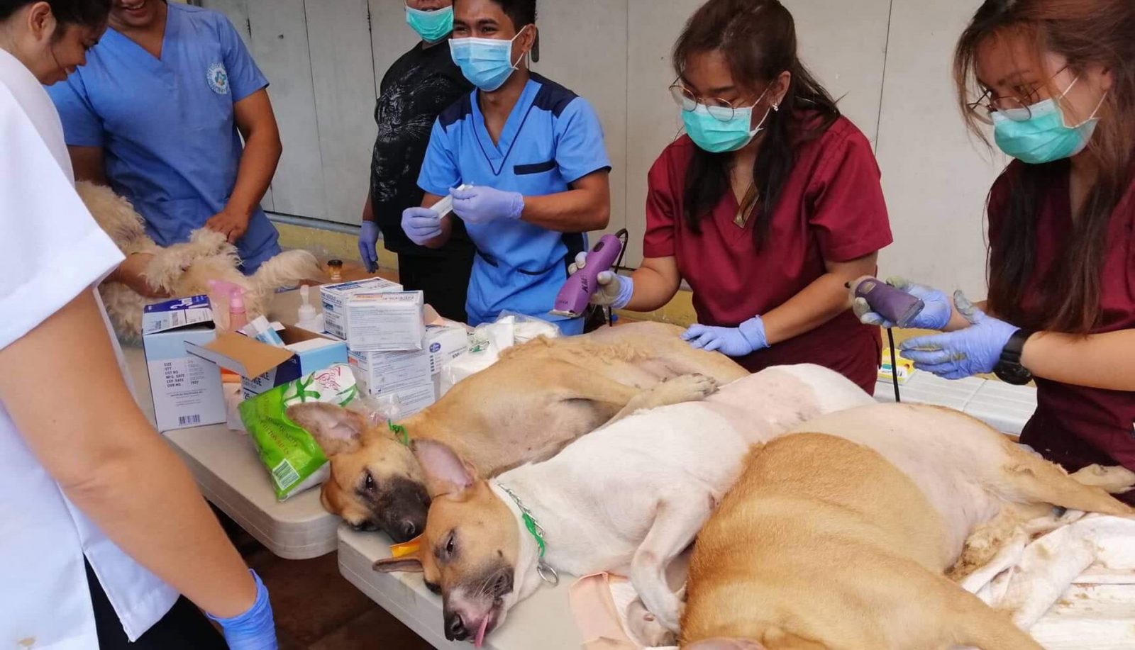 PAWS Kapon For All Pets Gives Incentives To LGU MNLToday ph PAWS Kapon For All Pets Gives Incentives To LGU MNLToday ph